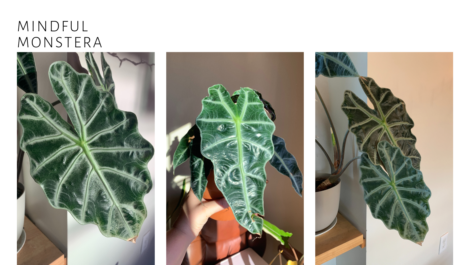 Secrets of the Elephant Ear Houseplant Alocasia Plant Guide - Mindful ...
