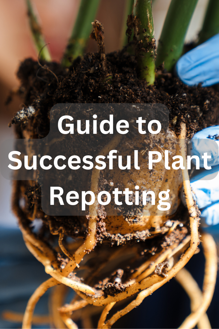 Nurturing Growth: A Complete Guide to Successful Plant Repotting ...
