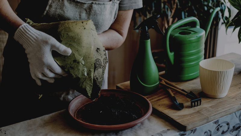 Nurturing Growth: A Complete Guide to Successful Plant Repotting ...