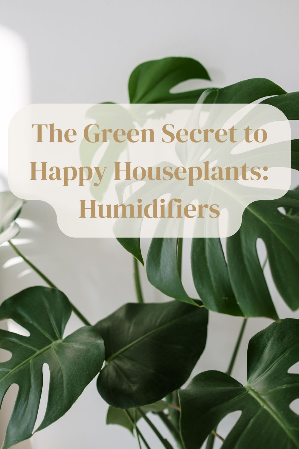 The Green Secret to Happy Houseplants: Houseplant Humidifiers - Mindful ...