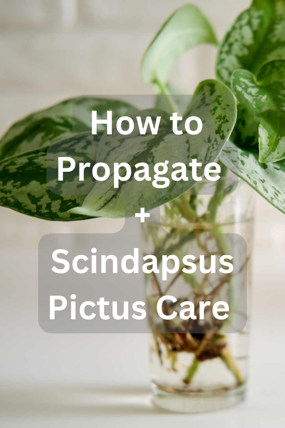 Are Satin Pothos Easy To Care For? Propagation +(Scindapsus Pictus Care ...
